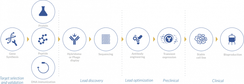 ProteoGenix – A leading antibody production company
