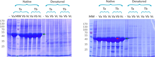 Baculovirus expression services - ProteoGenix