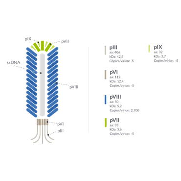 Challenges and perspectives of phage display for monoclonal antibody ...