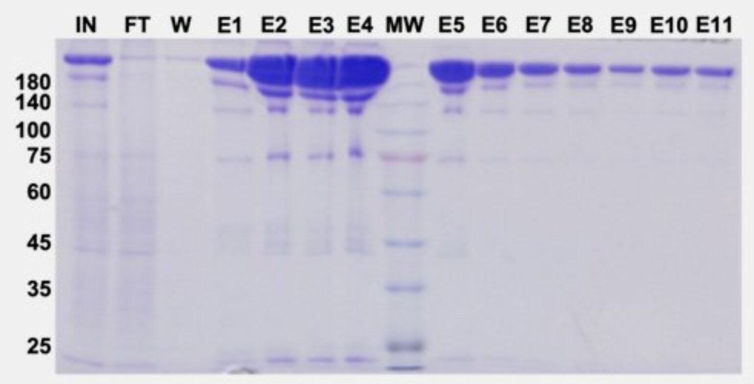 Custom protein expression services - 5 expression systems - ProteoGenix