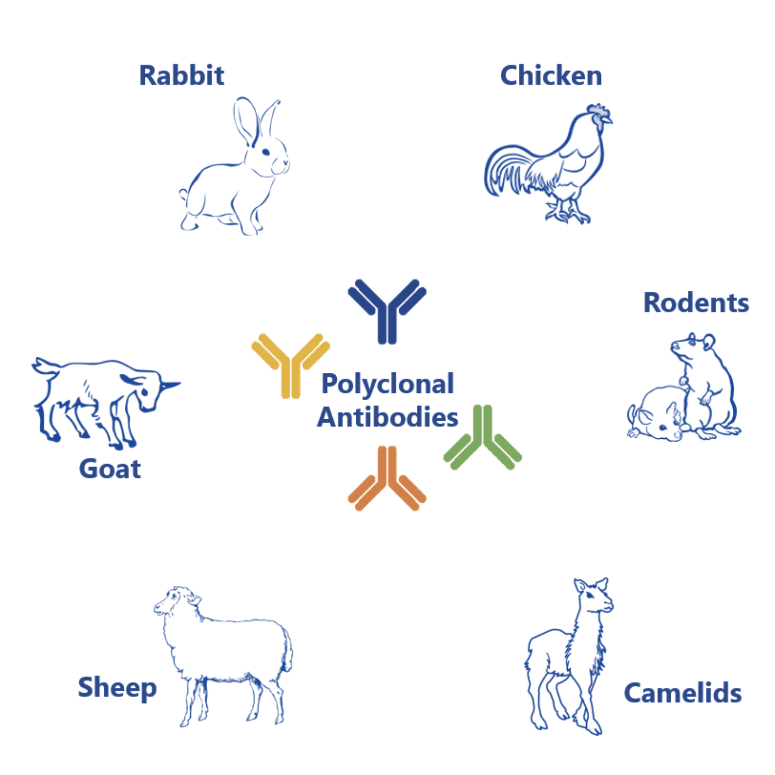 Polyclonal antibody production processes for research and diagnostics