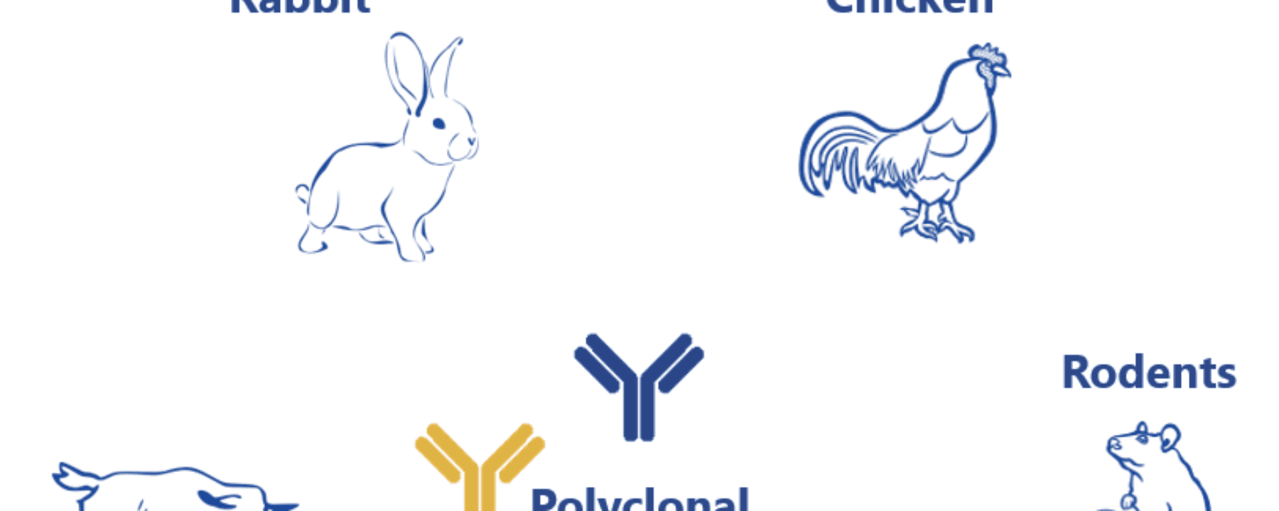 Polyclonal antibody production processes for research and diagnostics