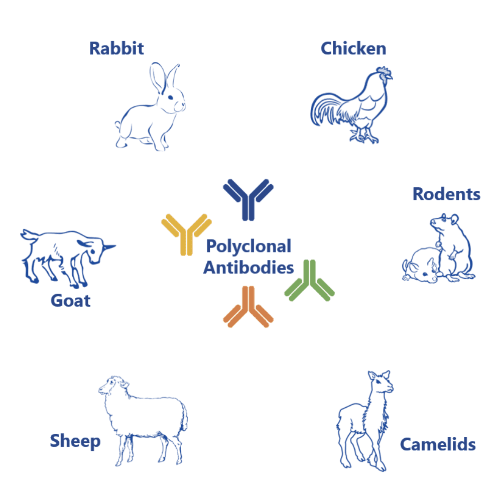 Polyclonal antibody production processes for research and diagnostics