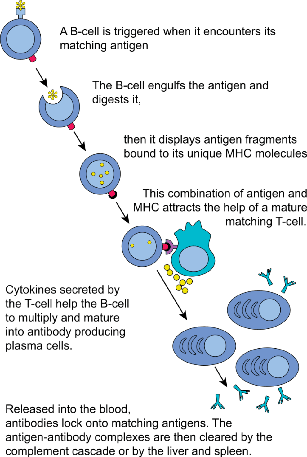 What stimulates antibody generation? - ProteoGenix