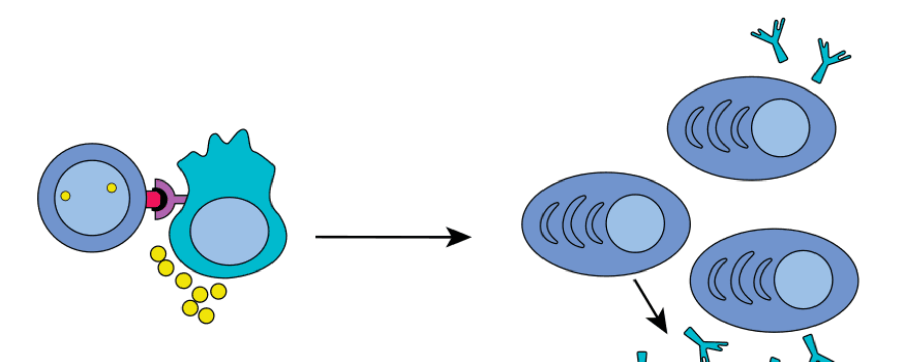 What stimulates antibody generation? - ProteoGenix