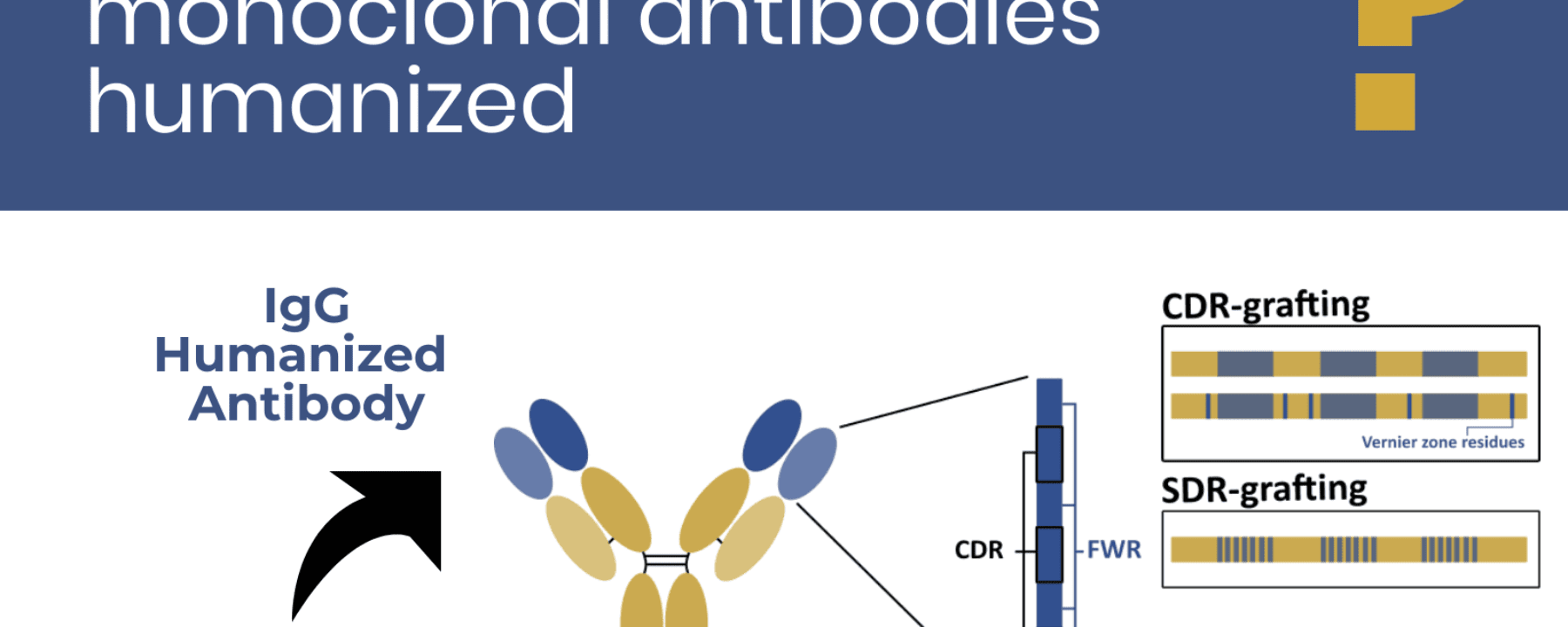 How are mouse monoclonal antibodies humanized: current approaches and ...