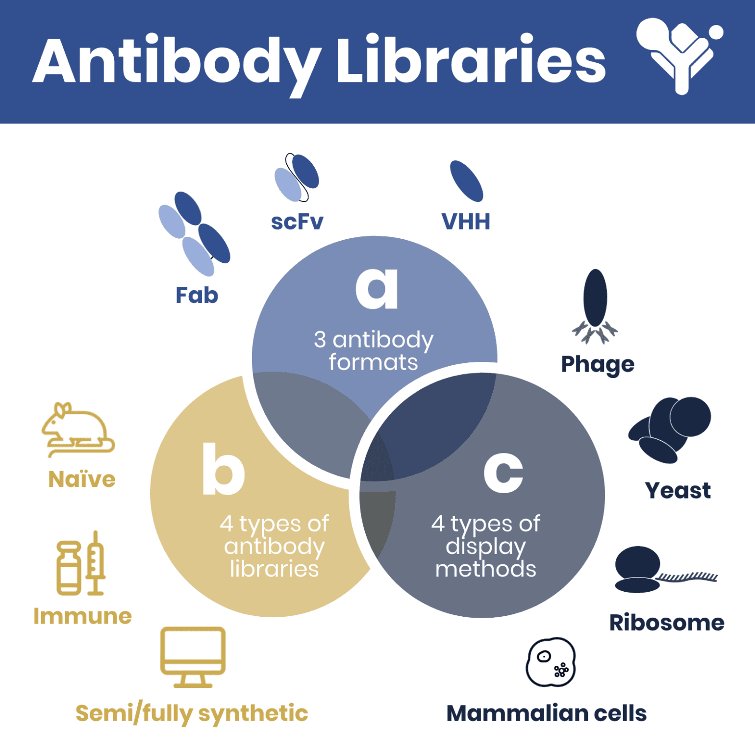 Essential antibody library generation and display technologies