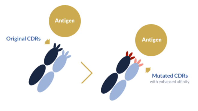 Antibody phage display for therapeutic applications - ProteoGenix