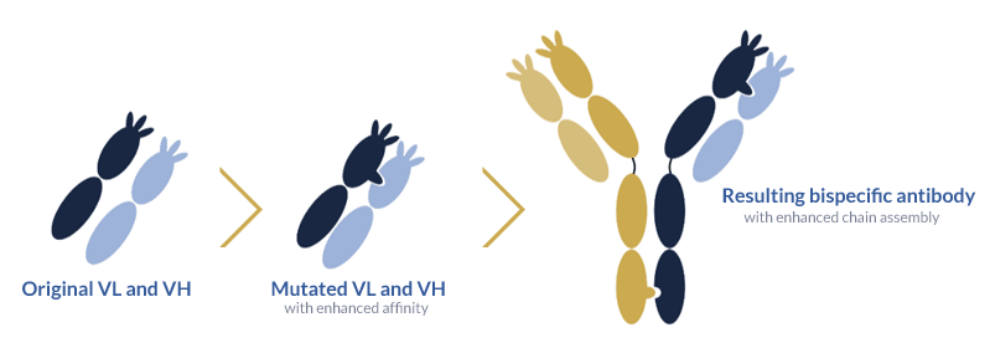 Antibody phage display for therapeutic applications - ProteoGenix
