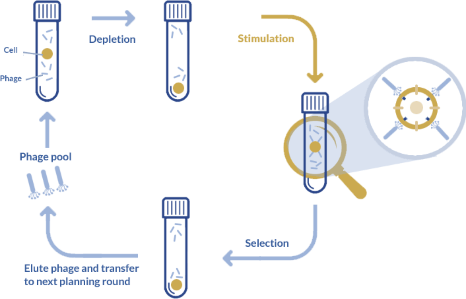 Antibody phage display for therapeutic applications - ProteoGenix