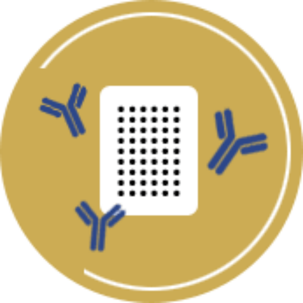 Antibody library generation for phage display - ProteoGenix US
