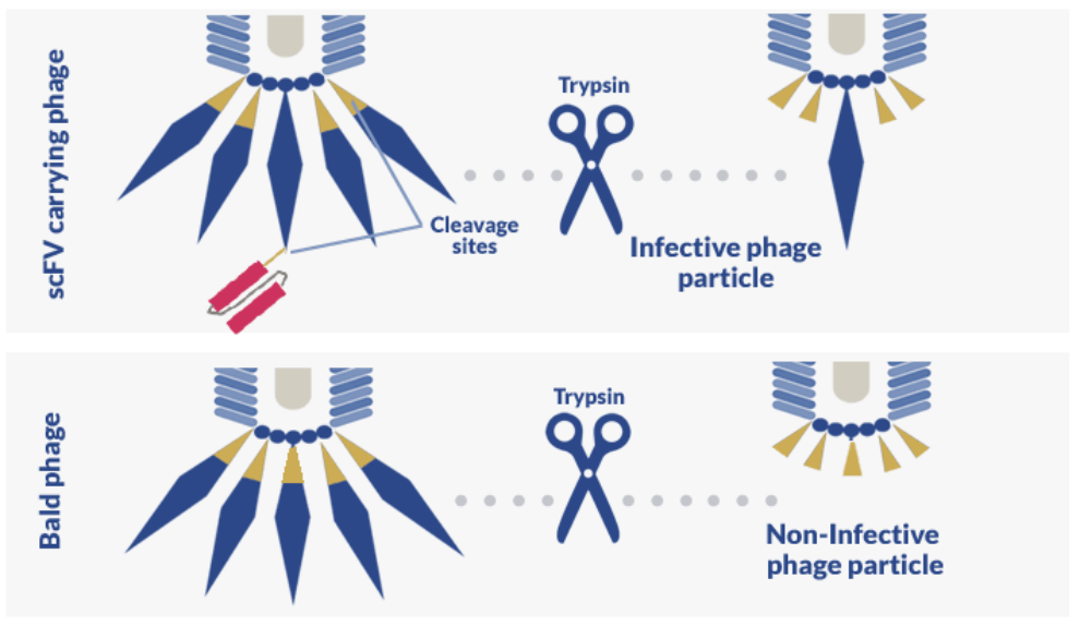 Antibody library generation for phage display - ProteoGenix US