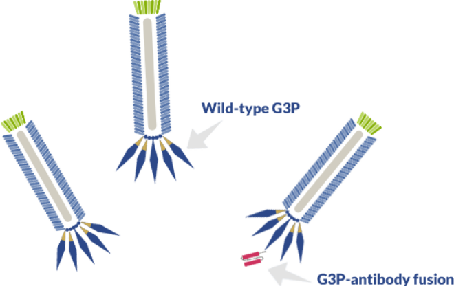 Antibody library generation for phage display - ProteoGenix US