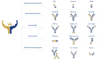 The untapped potential of bispecific antibody therapies - ProteoGenix US