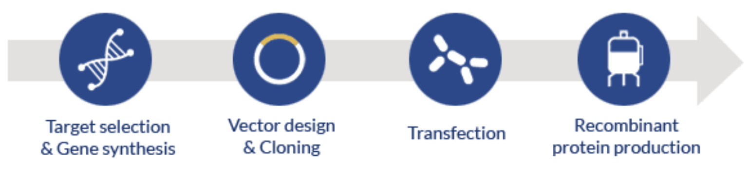 A guide to mammalian cell-based expression systems - ProteoGenix US
