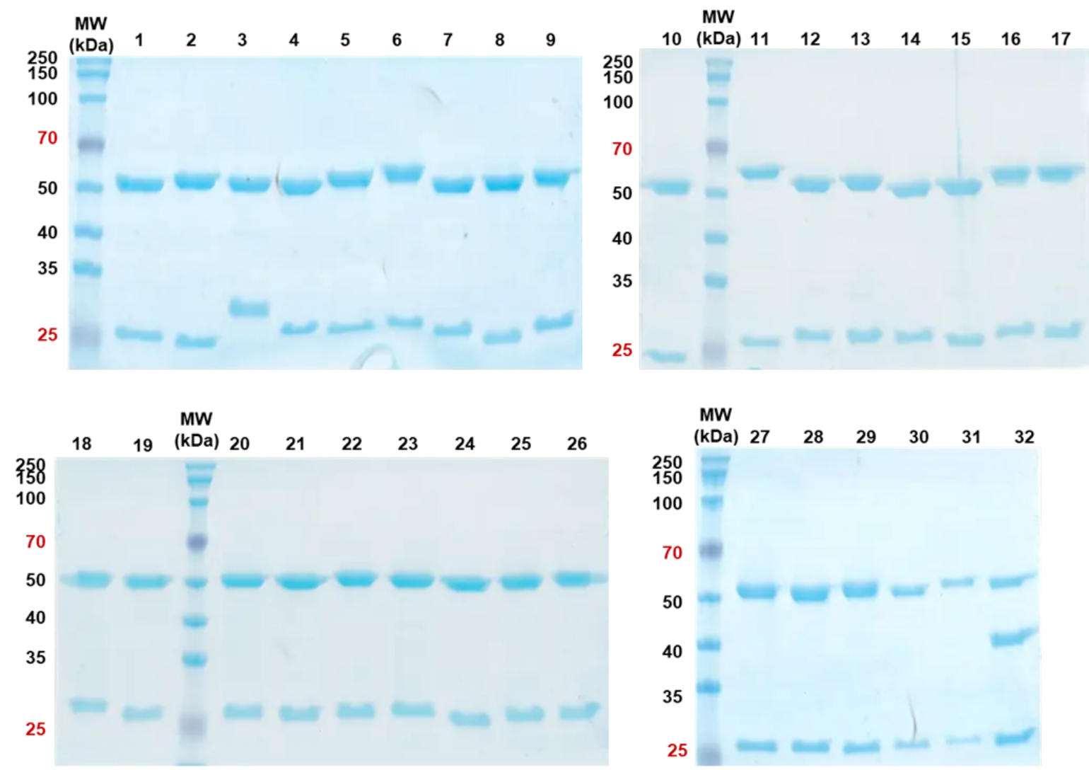 High Throughput Antibody Production - ProteoGenix US