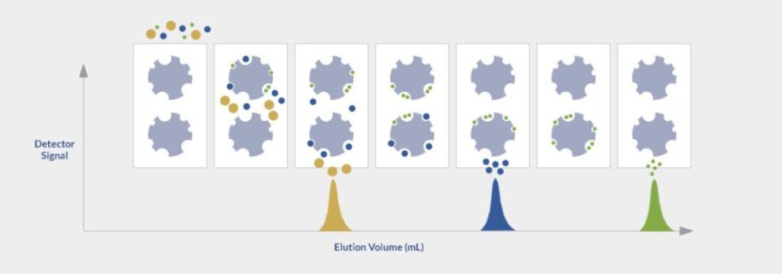 Size exclusion chromatography for protein purification - ProteoGenix US