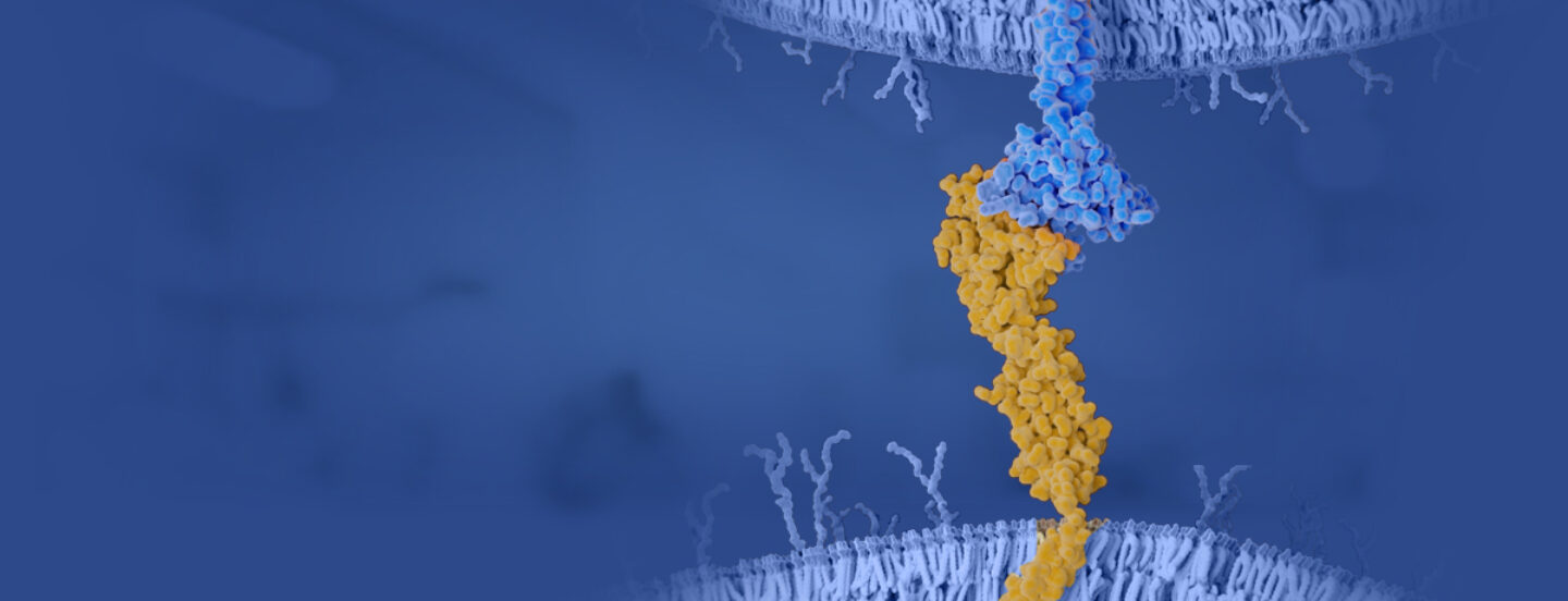 Custom Antibody Development & Production Service | ProteoGenix